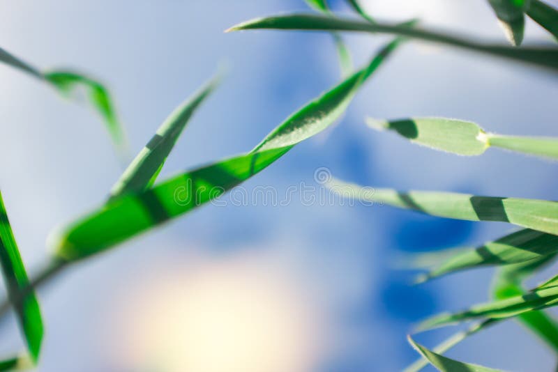 Green Grass on a Background of Blue Sky. Bottom View. Natural Wallpaper ...