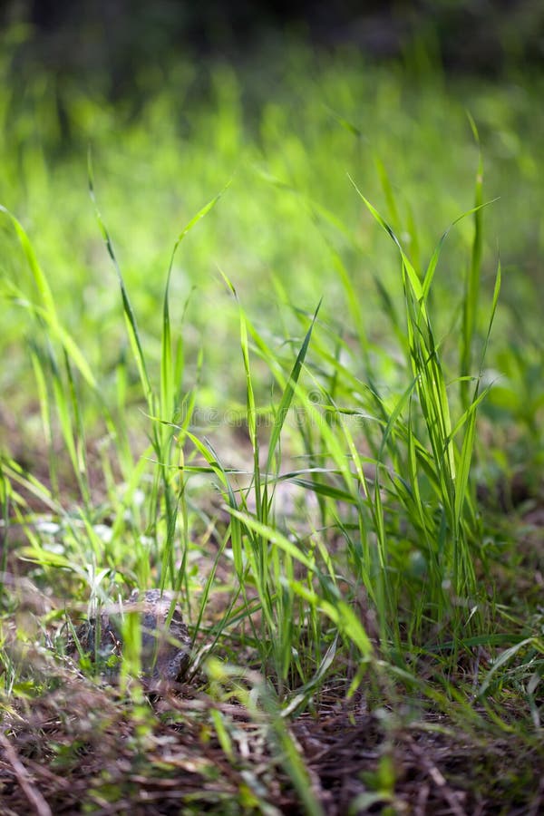 Fresh Green Zaatar (zatar, Zatr) Stock Photo - Image of color, culture ...