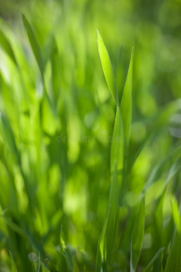 Fresh Green Zaatar (zatar, Zatr) Stock Photo - Image of color, culture ...