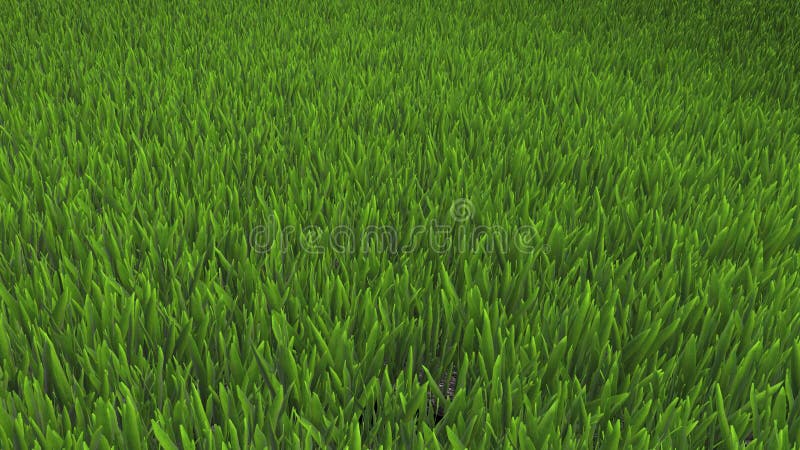 Green Grass Background, 3D Video Animation 4K Stock Footage - Video of ...