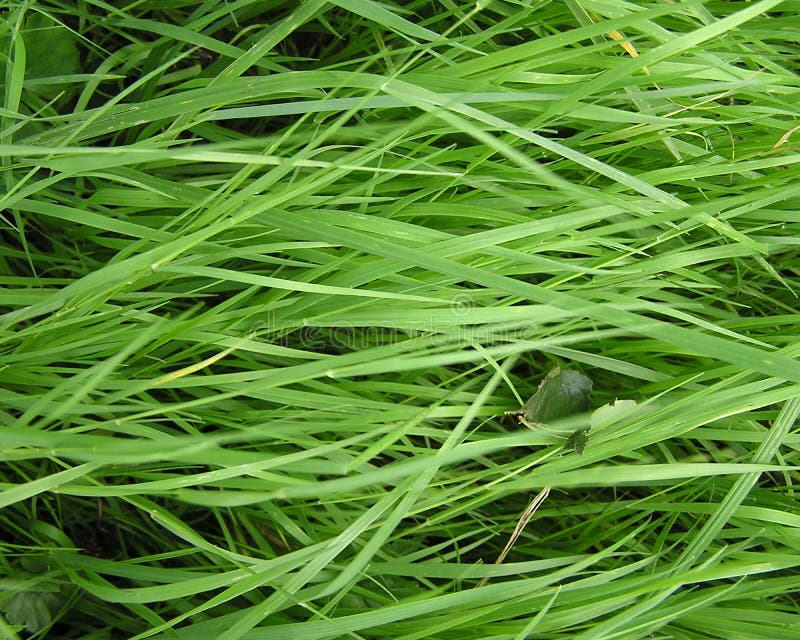 Green reed stock image. Image of greenery, format, nature - 95178271