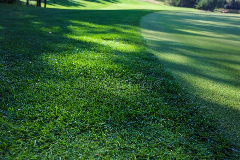 Green Grass. Background. Golf Course, Shadows from Trees on the Grass ...