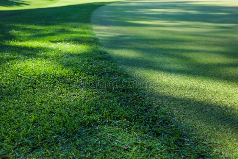 Green Grass. Background. Golf Course, Shadows from Trees on the Grass ...