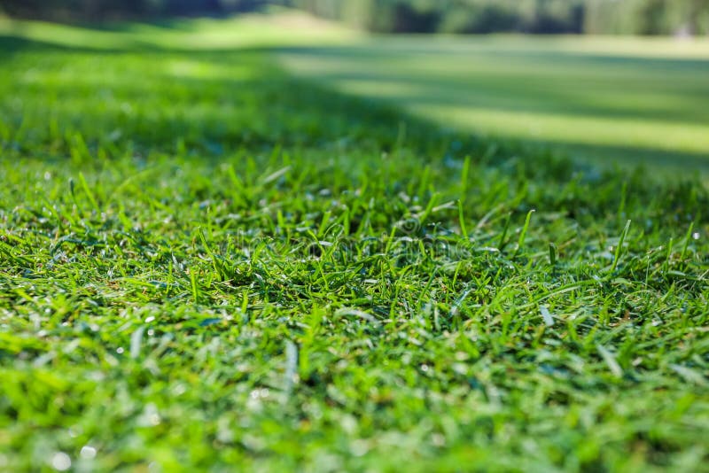 Green Grass. Background. Golf Course, Shadows from Trees on the Grass ...