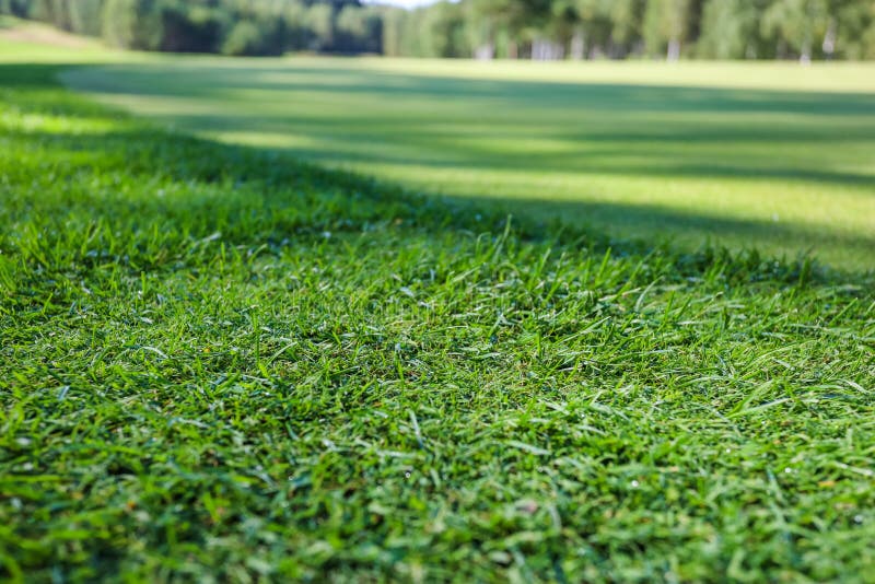 Green Grass. Background. Golf Course, Shadows from Trees on the Grass ...