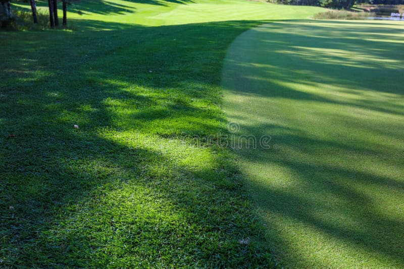 Green Grass. Background. Golf Course, Shadows from Trees on the Grass ...