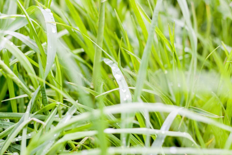 Green Grass Background. Grass after Rain. Drops on the Leaves Stock ...