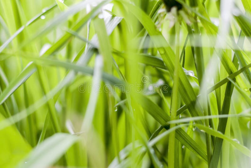 Green Grass Background. Grass after Rain. Drops on the Leaves Stock ...