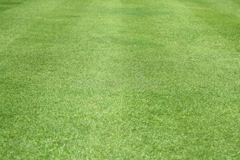Green Grass Background Green Lawn Pattern Textured Background. Stock ...
