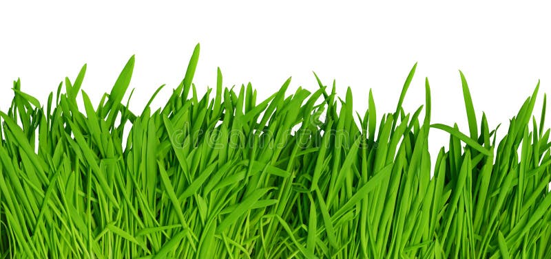 Green Grass Background, High Resolution Stock Photo - Image of ...