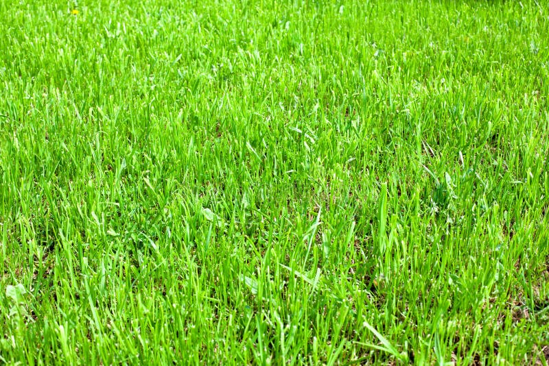 Green Grass Background Horizontal Stock Photo - Image of activity ...