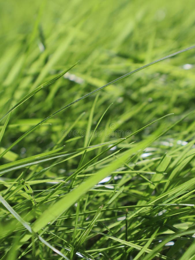 Green Grass Vertical Wallpaper Stock Image - Image of freshness, garden ...