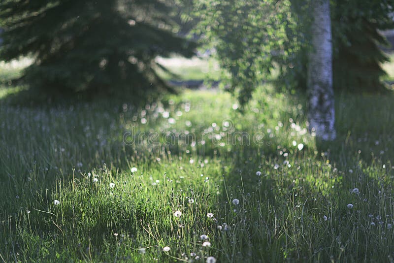 Green grass background stock image. Image of bright, movement - 50665449