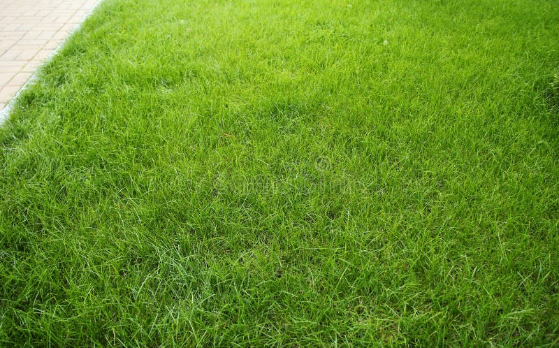 Green grass background stock image. Image of fields, effect - 78302979