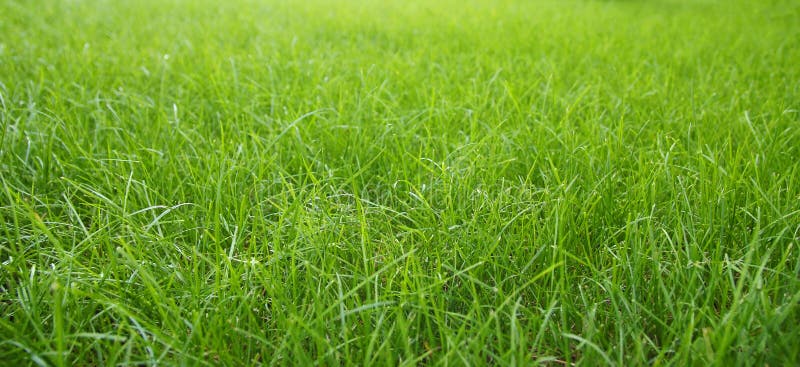 Green grass background stock image. Image of line, smooth - 78303005