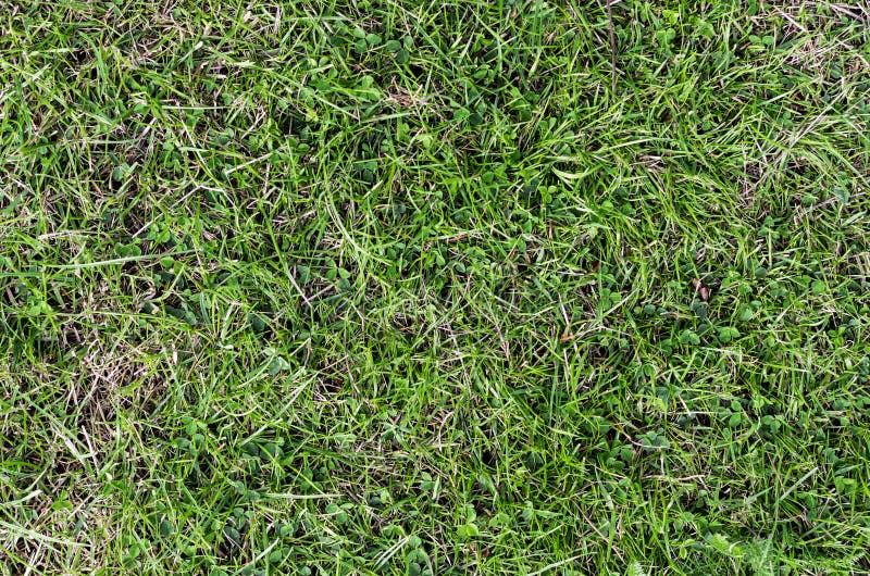 1,851 Random Grass Stock Photos - Free & Royalty-Free Stock Photos from ...