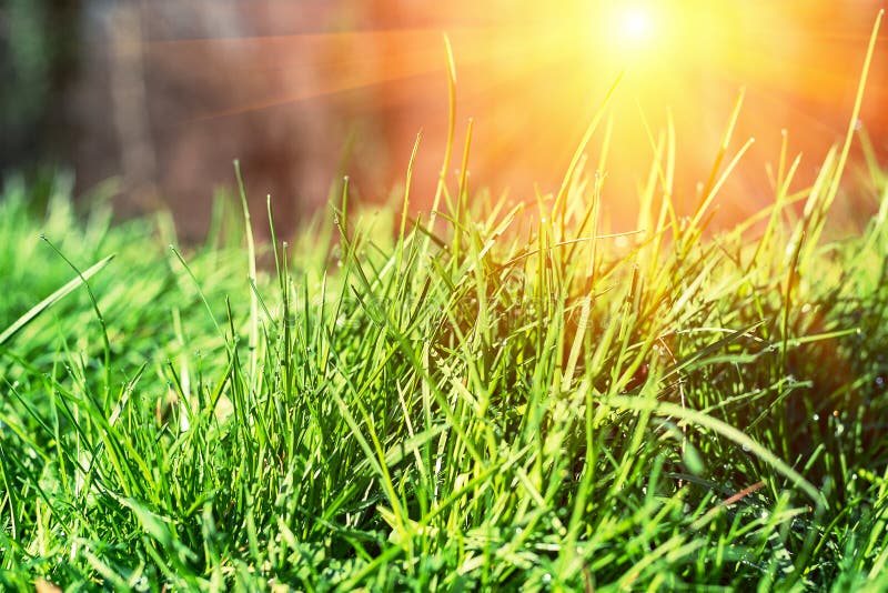 Sun Setting Through Grass In Autumn Sunset With Orange And Yellow Sky ...