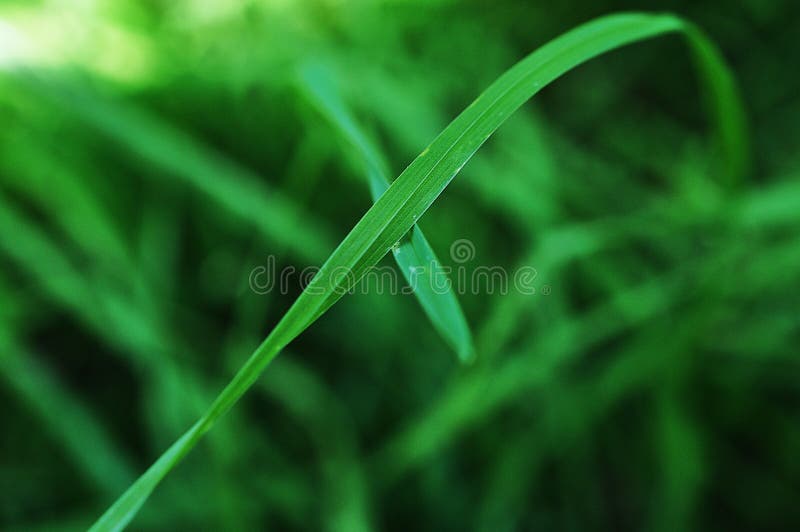 Green Grass Background - Structure in the Nature Stock Image - Image of ...