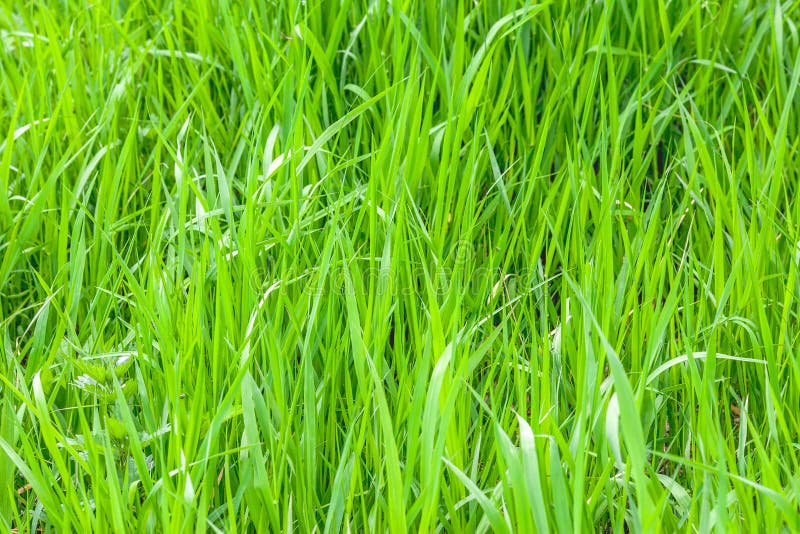 Green Grass Background. Summer Natural Botanic Texture Stock Photo ...