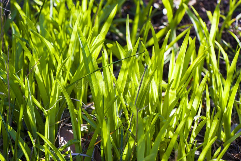 Green Grass Background, Sunlight and Green Color, Shadows and Lights ...