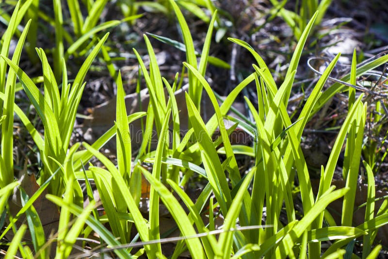 Green Grass Background, Sunlight and Green Color, Shadows and Lights ...