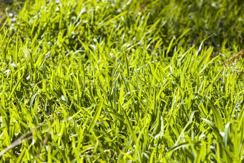 Green Grass Background, Sunlight and Green Color, Shadows and Lights ...
