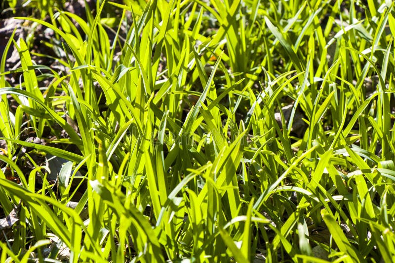 Green Grass Background, Sunlight and Green Color, Shadows and Lights ...