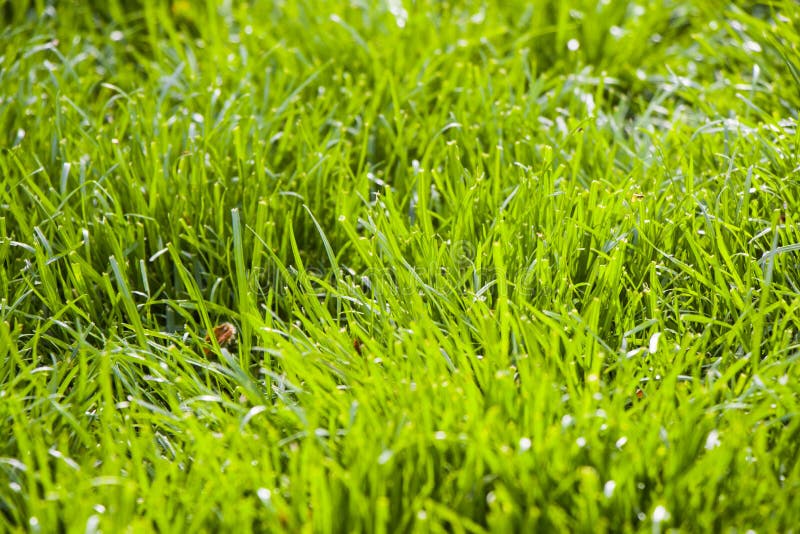 Green Grass Background, Sunlight and Green Color, Shadows and Lights ...