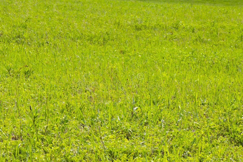 Green Grass Background, Sunlight and Green Color, Shadows and Lights ...