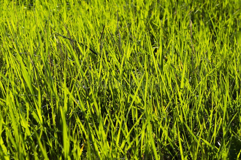 Green Grass Background, Sunlight and Green Color, Shadows and Lights ...