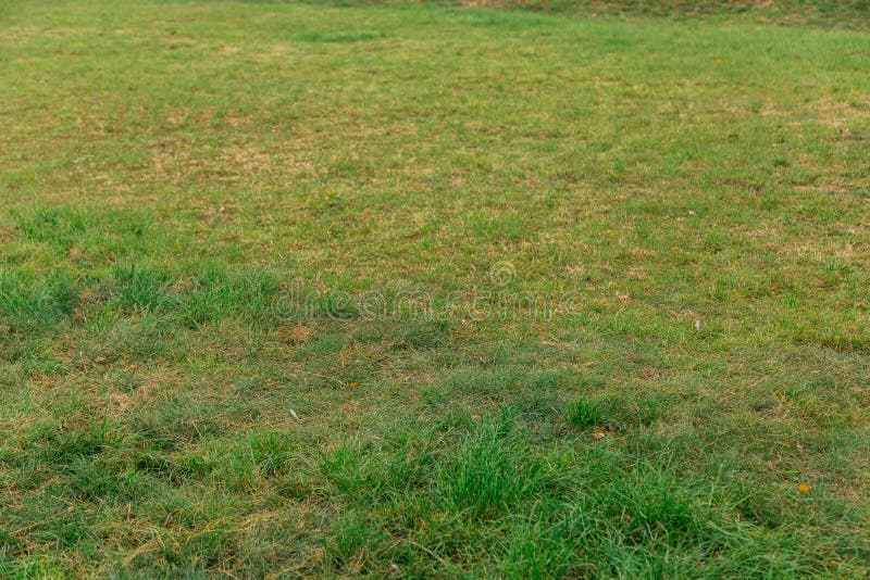 Green Grass Background Texture. Element of Design. Stock Photo - Image ...