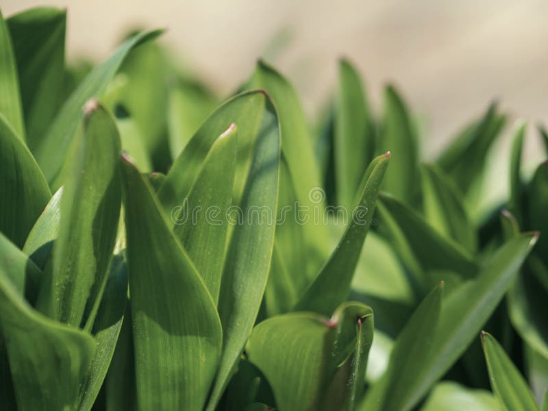 Green Grass Background Texture. Field of Fresh Green Grass Texture As a ...