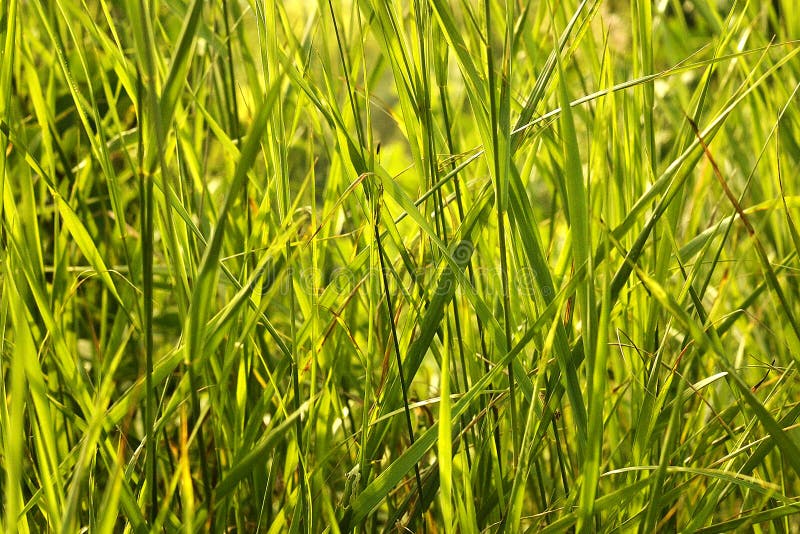 Green Grass Background Design Space for Text Content Stock Image ...