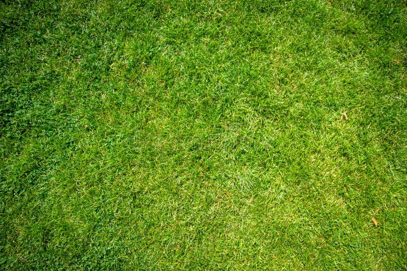 Green Grass Background Texture Stock Image - Image of grass, background ...