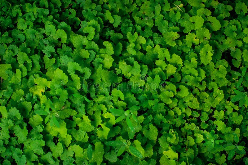 Green Grass Background, Top View. Green Background of Plants Stock ...