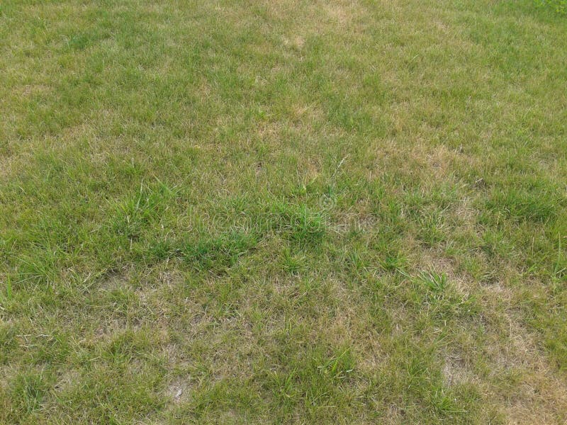 Green grass stock image. Image of nature, green, natural - 42531981