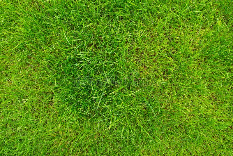 Green Grass, Backstage Texture. Thick Green Grass, a View from Above ...