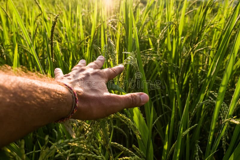 Point of View on a Hand on a Rice Field Stock Image - Image of leaf ...