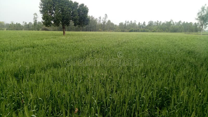 Green grass stock image. Image of green, park, indian - 144171133