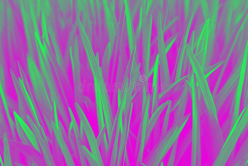 Green Grass Beautiful Multicolor Vibrant Background for Design Stock ...