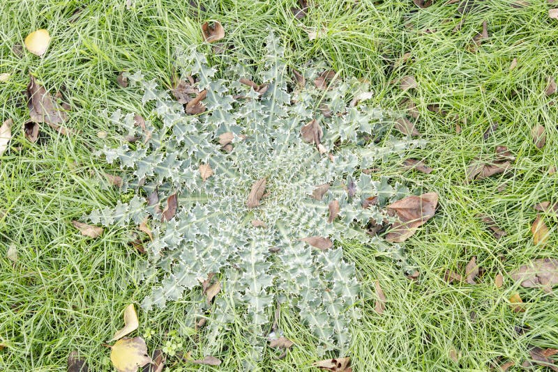 Green grass stock image. Image of garden, botany, nature - 163418197