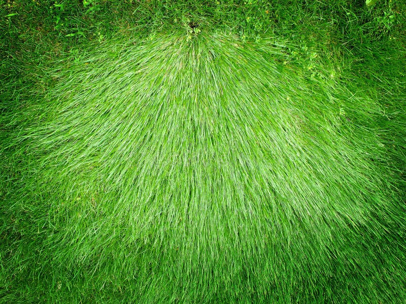 Green Grass Bent Over from Water Flow or Wind Pattern Made Naturally ...