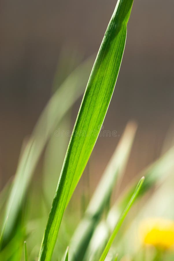 Green Grass Blade stock photo. Image of leaves, greenery - 146234552