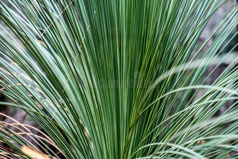 Green Grass Blades Backround Texture. Stock Image - Image of ...