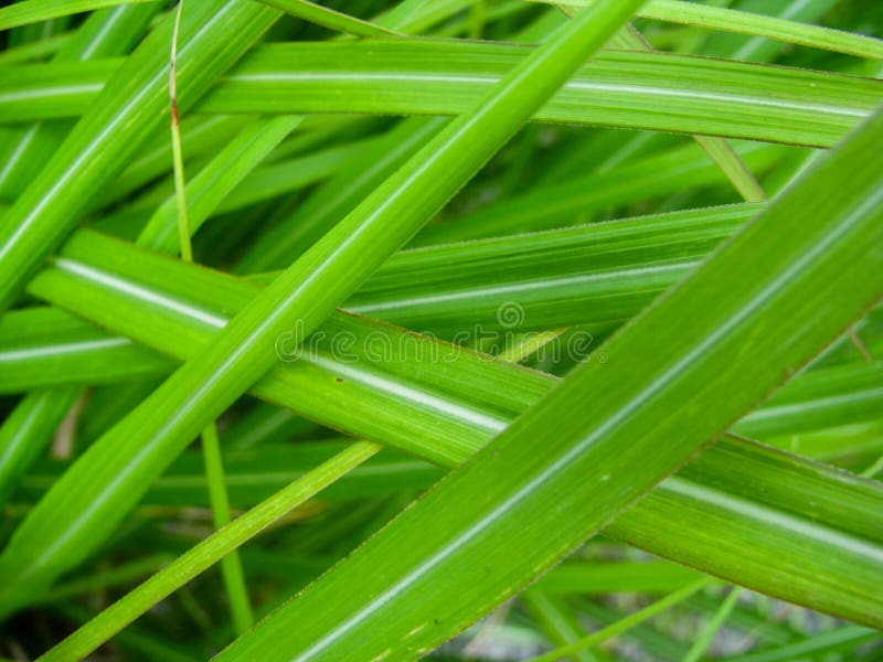 Green Grass Blades Picture. Image: 84900553