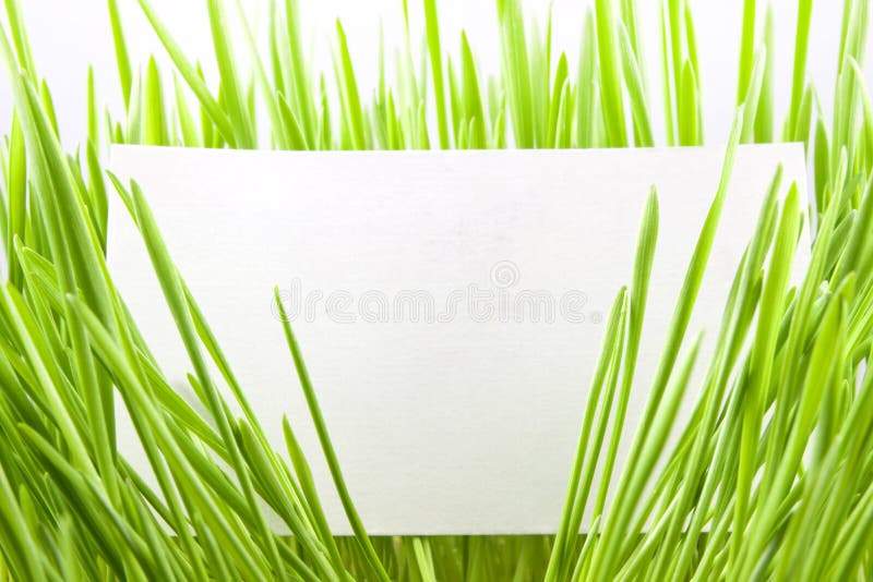 Blank Business Card on a White Plate with Wheat Decorations Stock Image ...