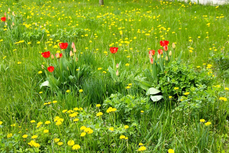 Green Grass on the Grass Blooming Dandelions Tulips in Spring Stock ...