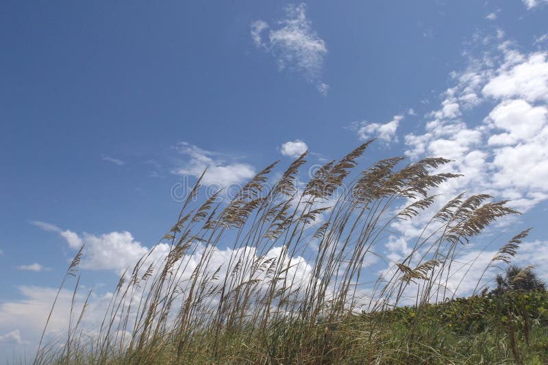 Green Grass Blowing in the Wind Stock Photo - Image of mountain, frost ...