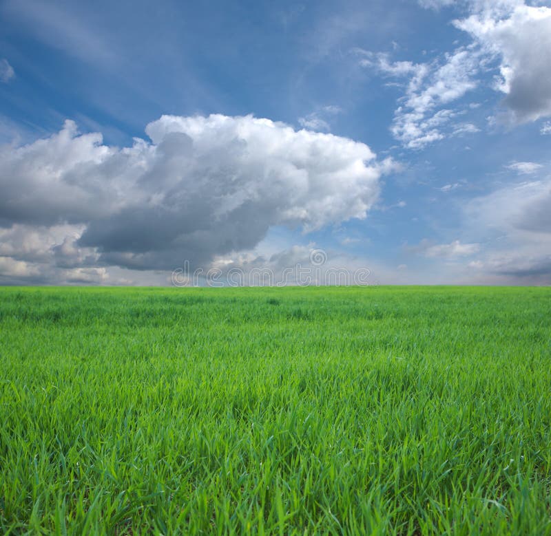 Blue skies and green grass stock image. Image of grow - 2293603