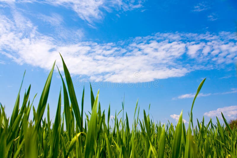 Green grass and blue sky stock photo. Image of view, meadow - 10521022